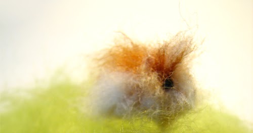 17-17 Miniatury: Najmniejsze świnki morskie ;) The smallest guinea pigs