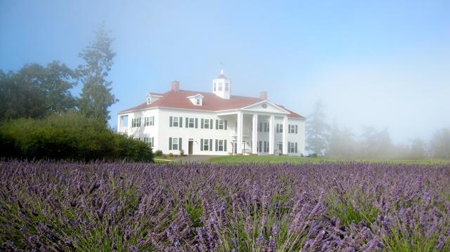 Antiques And Teacups: Finally! Sequim Lavender Farm Fair Afternoon Tea ...