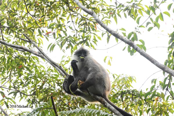 The rainforests of Borneo & Southeast Asia: White-thighed Surili ...