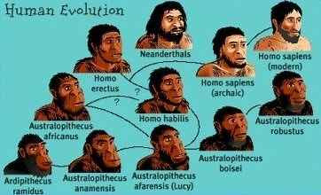 Portifólio de Biologia: Posição filogênica da espécie humana