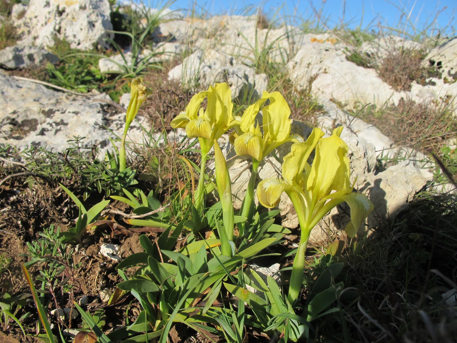 FLORA NEL SALENTO e.. anche altrove: Iris pseudopumila Tineo ...