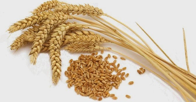 6 Manfaat Gandum Bagi Kesehatan - Buah Sayur Sehat