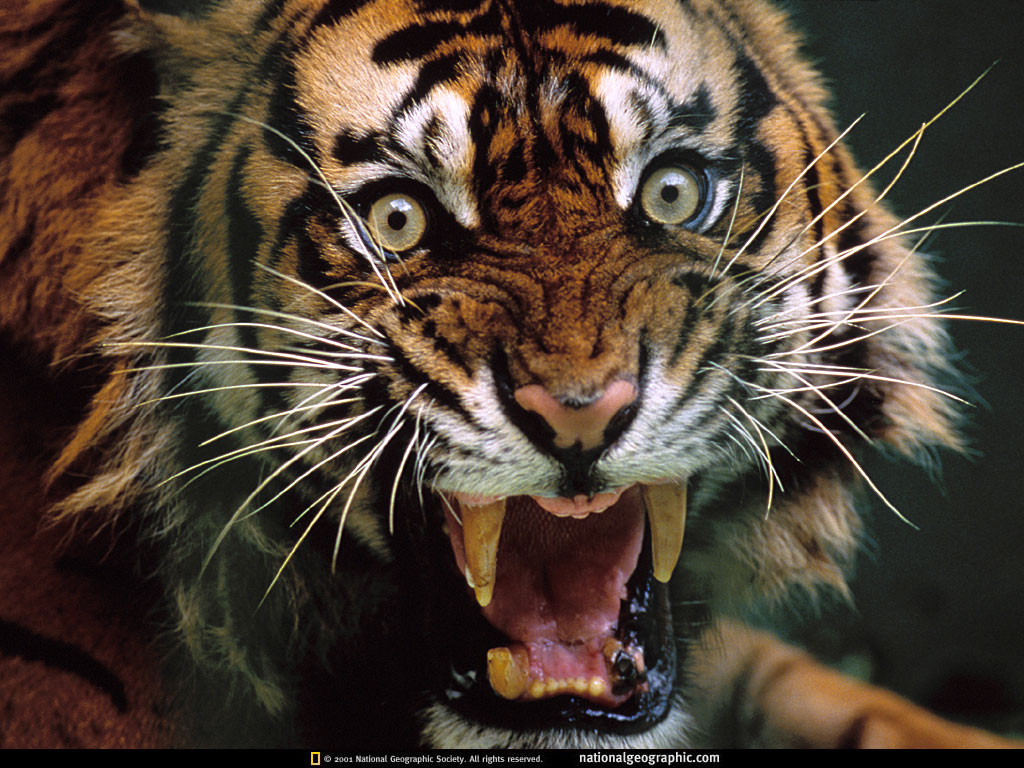 Tiger Animal High Resolution Pictures | High Resolution Pictures