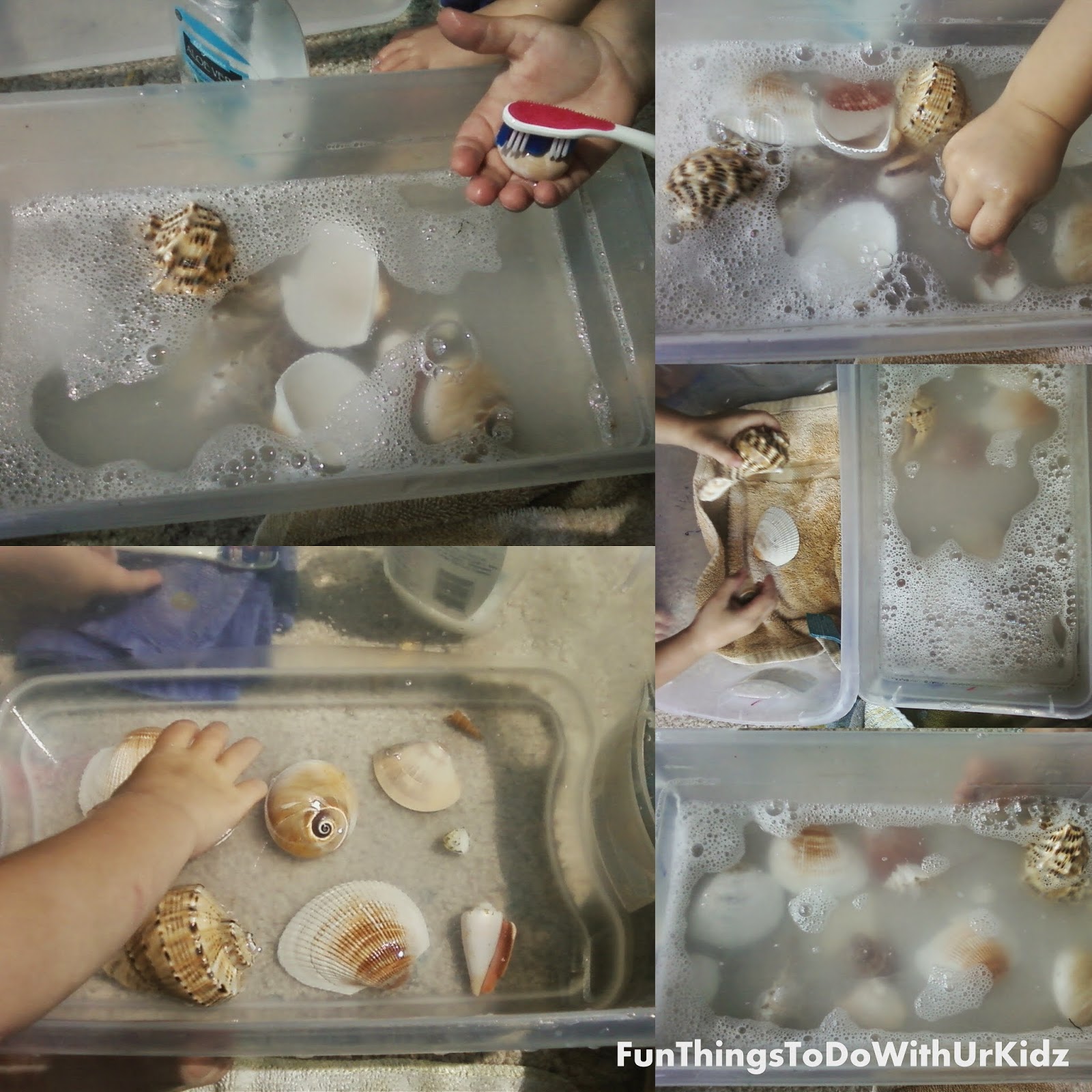 Washing sea shells