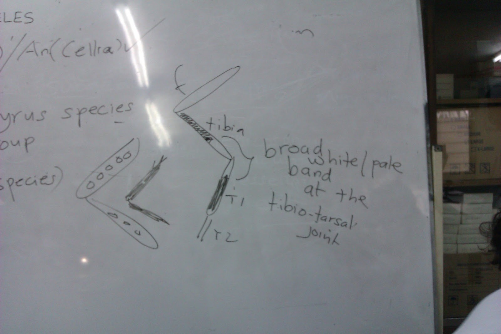 Medical Entomology Identification Of Anopheles Spp Adult Mosquitoes