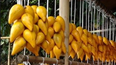 7 Manfaat Buah Alkesa Yang Sangat Luar Biasa Bagi Kesehatan Tubuh ...