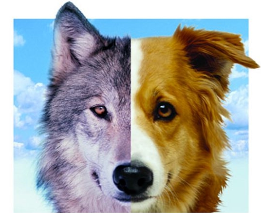 Cães: Cão e lobo - membros de uma só família.