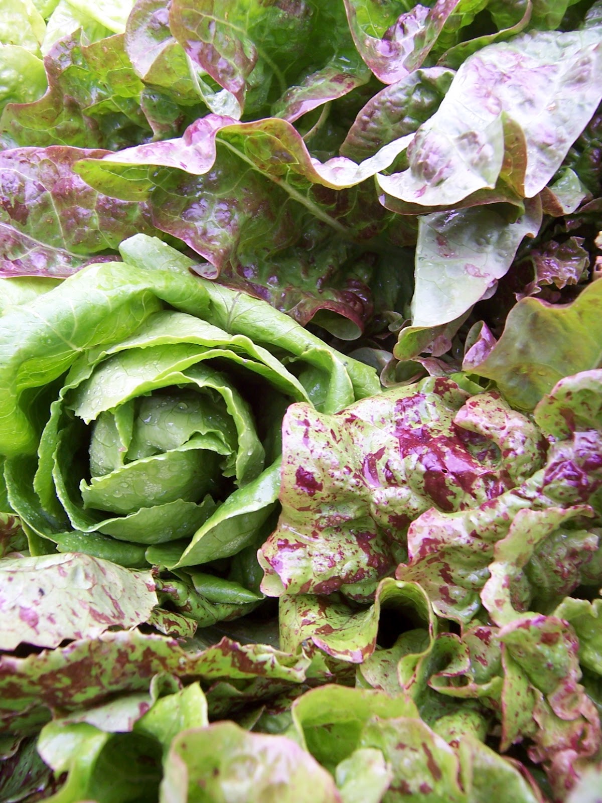Purple Maize Farm: More chard, our beautiful lettuce, and salad dressings