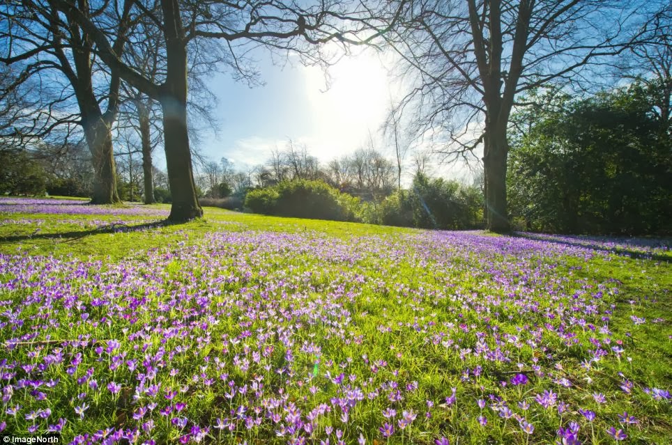 The West Awake: Photos: England's Early Spring: Hang In There........