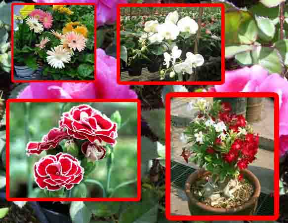 10 Jenis Tanaman Hias Bunga | Tanaman Hias