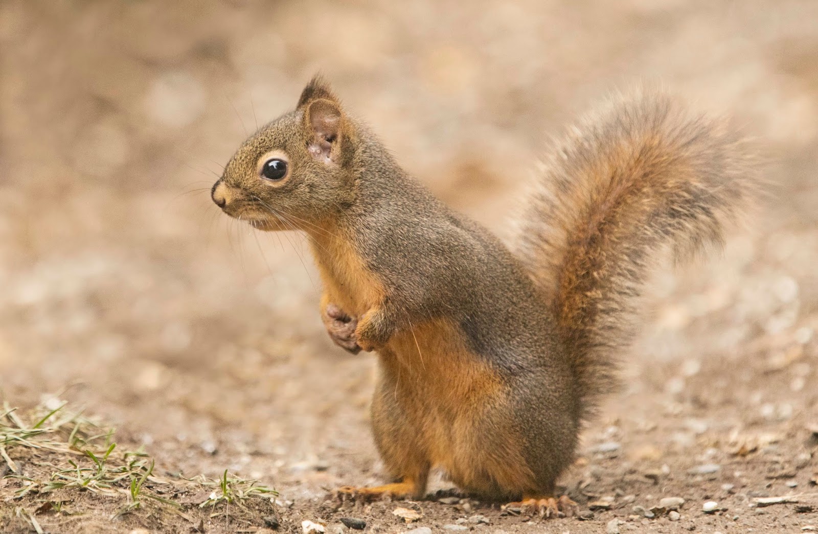 Wild creatures among us: The incomparable Douglas' Squirrel - Word comes