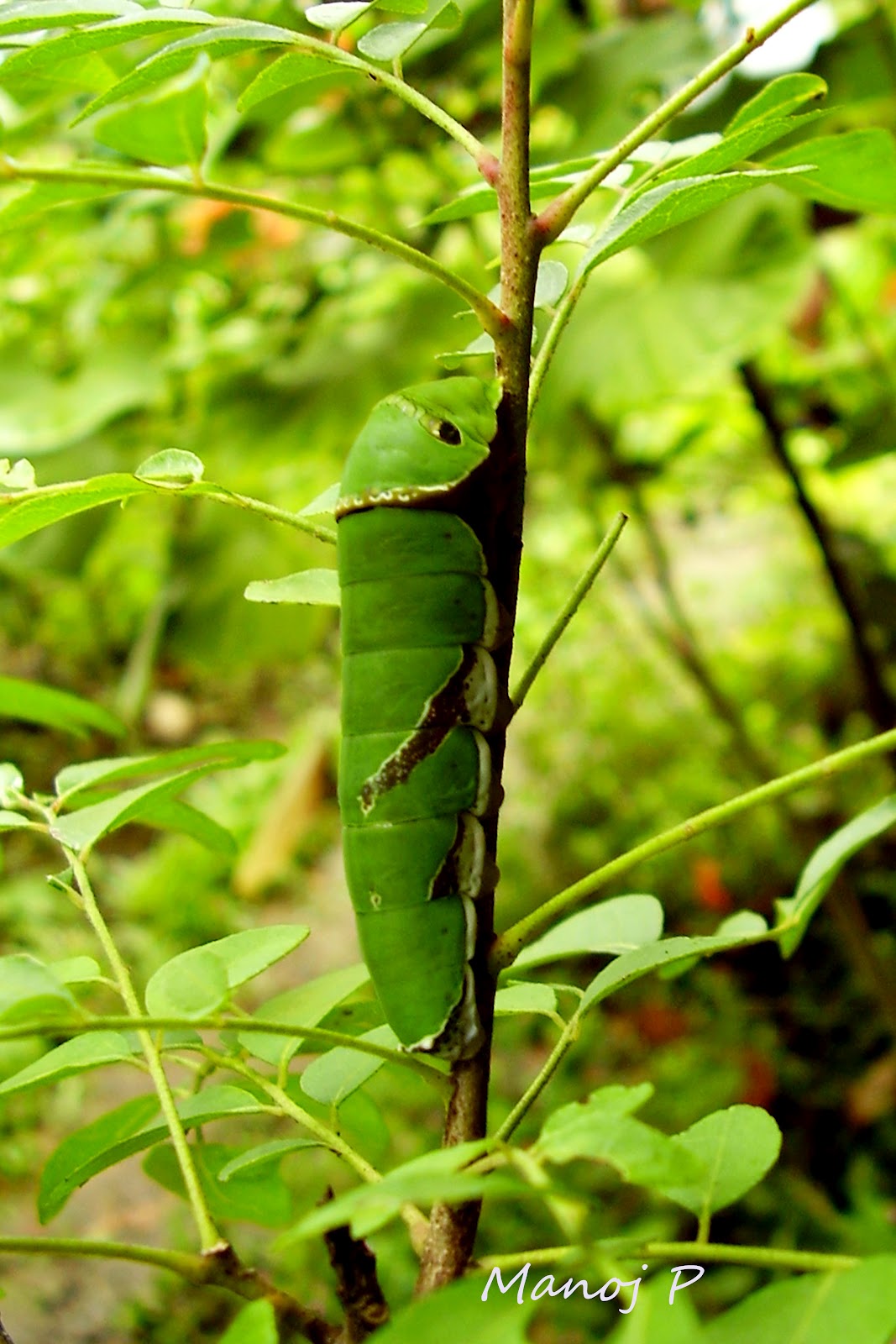 My Butterfly Garden: Common Mormon