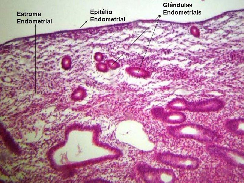 Embriologia UFPE: Endométrio