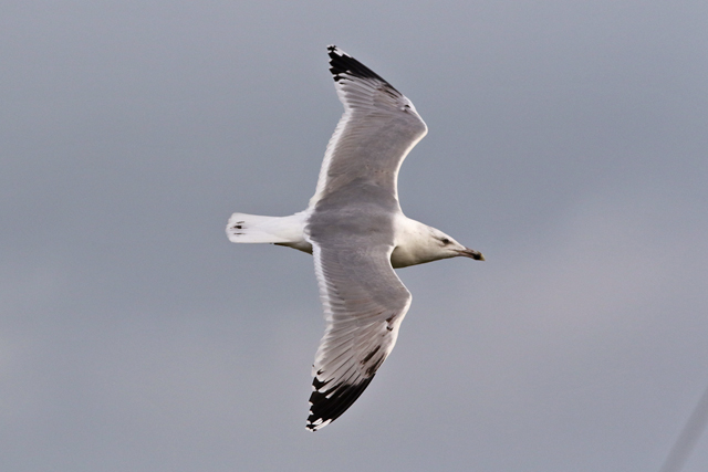 Rotherhithe & Beyond: Another Polish ringed Caspian Gull