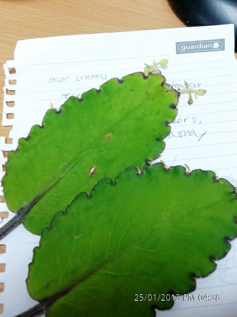 Living Life To The Fullest As Mrs Bobo: The Power of Blogging