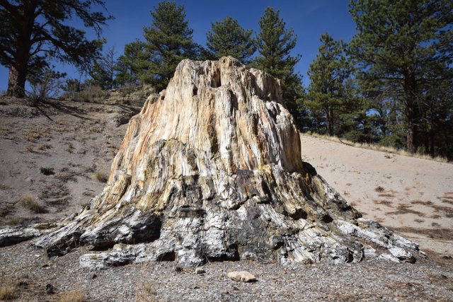 Al's Photography Blog: Petrified Trees