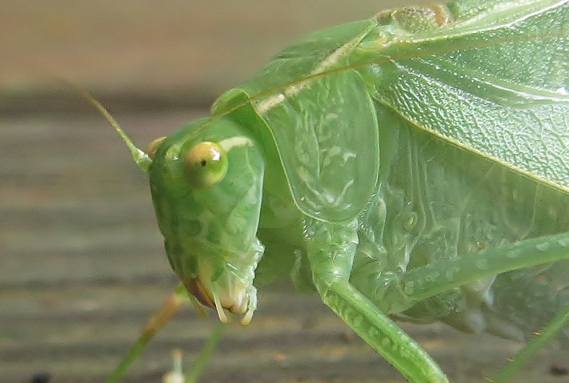 Katydid or Katydidn't | Nature on the Edge of New York City