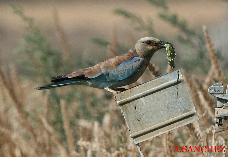 Aves de Aragón : Carraca