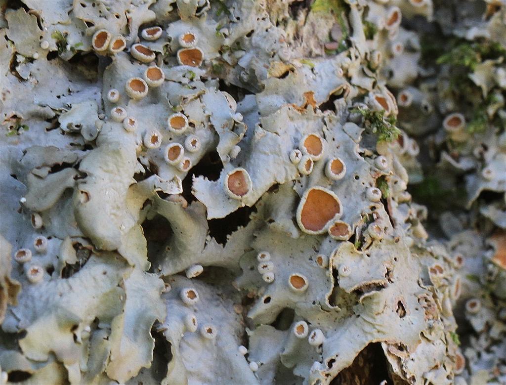 Michael Foley: Natural History ©: A rare lichen in Cumbria: Peltigera ...