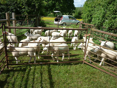 An English Homestead: Sheep Shearing