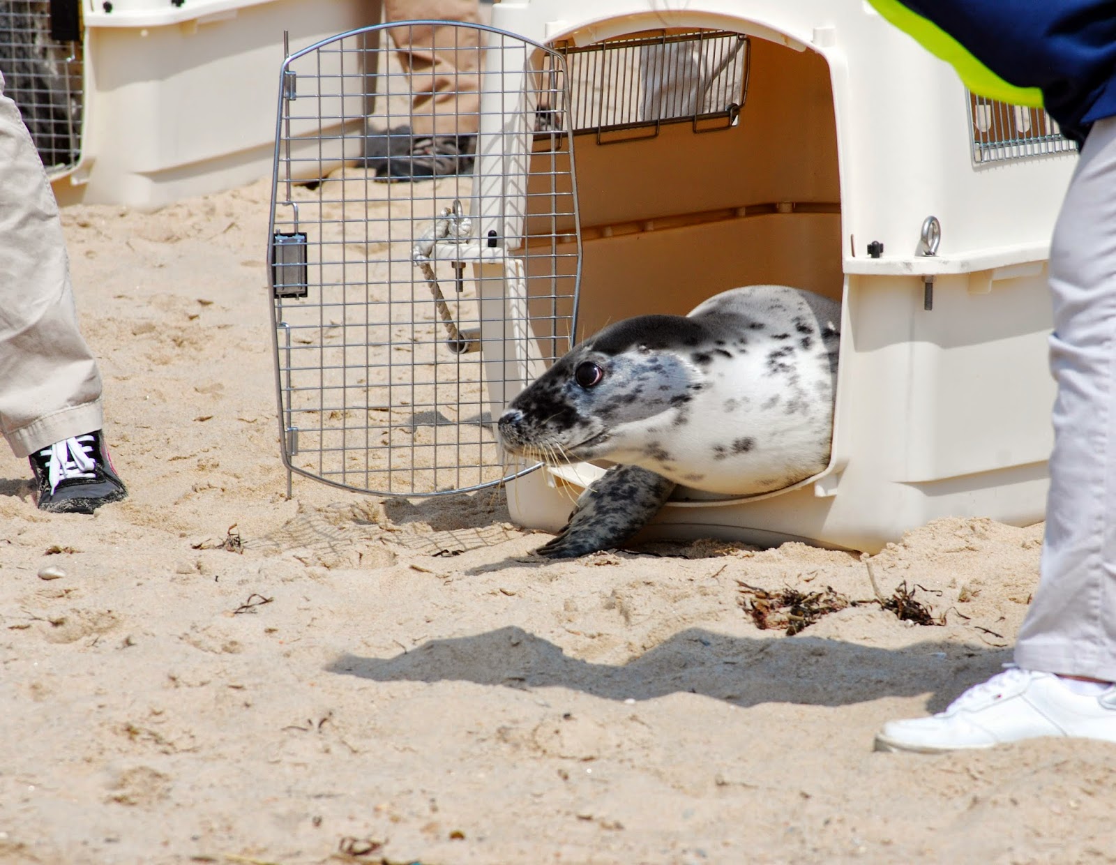 Progressive Charlestown: Mystic Aquarium releases THREE rescued seals ... Progressive Charlestown: Mystic Aquarium releases THREE rescued seals ...