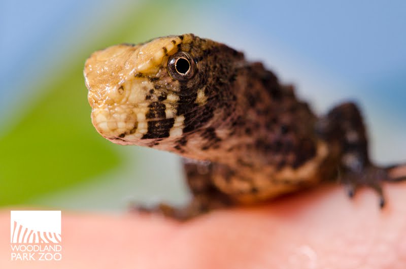 The panda of the lizard world