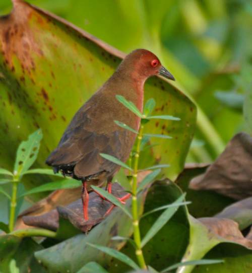 Ruddy-breasted crake | Birds of India | Bird World