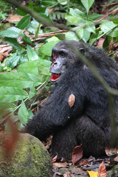 Greystoke Mahale - The Original Mahale Camp: October 2011