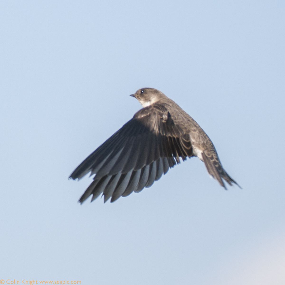 Postcards from Sussex: Sand Martins in flight