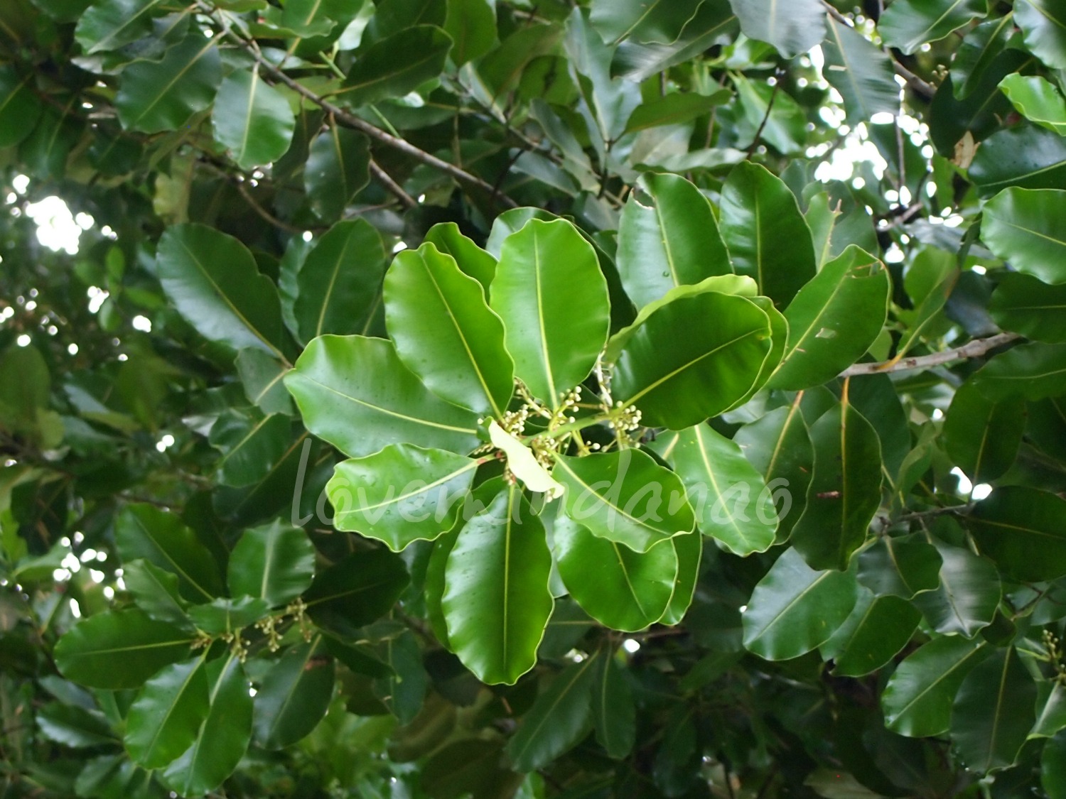 Aview coming from a nature lover, seeing this old tree is a pleasure to ...