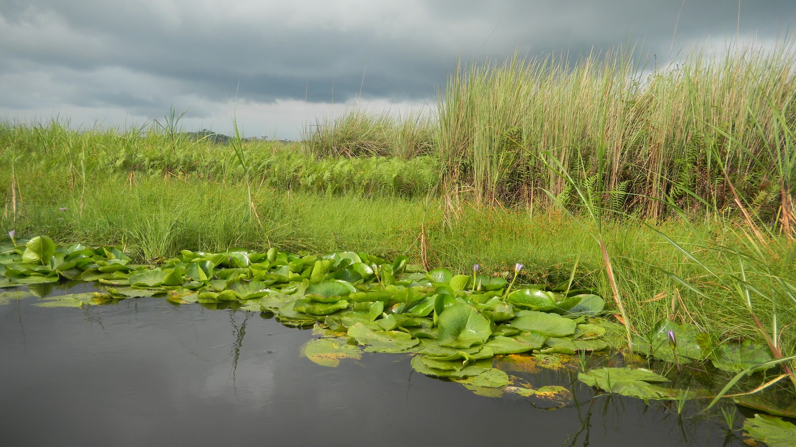 Janet's African Adventure: Mabamba Swamp