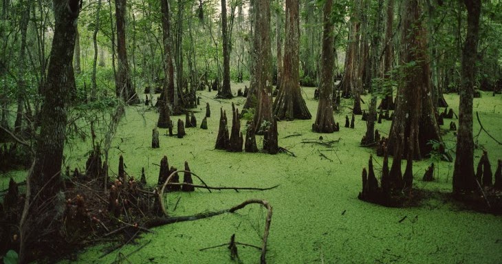 Cesspool Swamp in the Senate - GOP & Dems Against Trump Align with ...