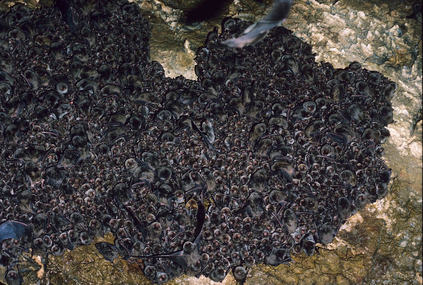 memorias fotográficas en la naturaleza: 14.000 murciélagos (o murciégalos)