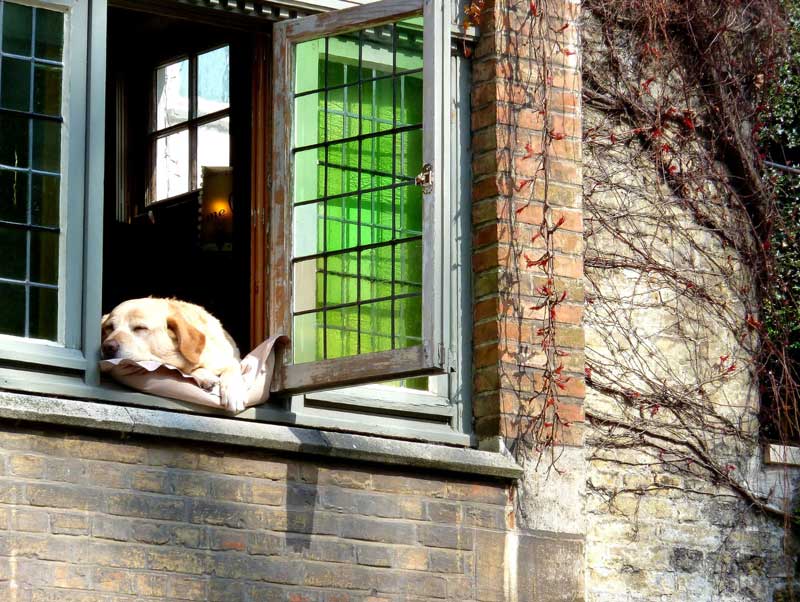 Nothing To Do With Arbroath: RIP Fidèle, the most famous dog in Bruges
