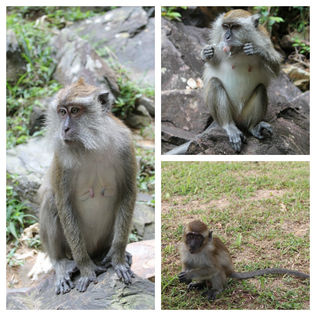 FROCKTASIA: Monkey business, manta ray, moray eels, poolside lizard and ...