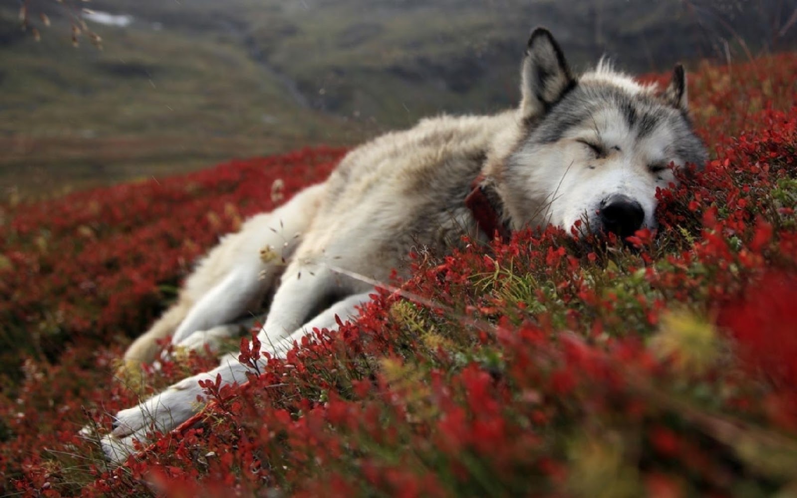 Fotografías de feroces lobos en campo natural