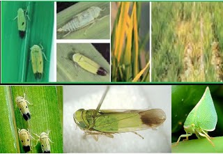 PENYAKIT TUNGRO PADA TANAMAN PADI | Balconystair
