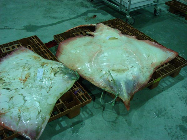 Artes de Pesca: VAMOS A PESCAR RAJELLA, RHINORAJA, RIORAJA, Y ROSTRORAJA