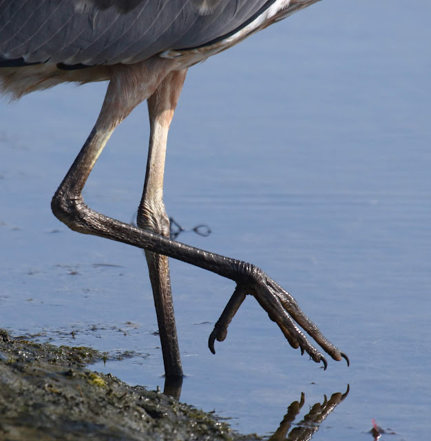 A collection of herons and egrets at the San Diego River mouth - Greg ...