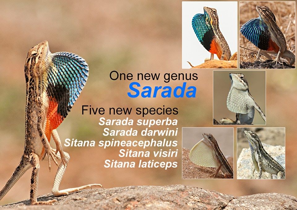 Species New to Science: [Herpetology • 2016] Systematics and Phylogeny ...