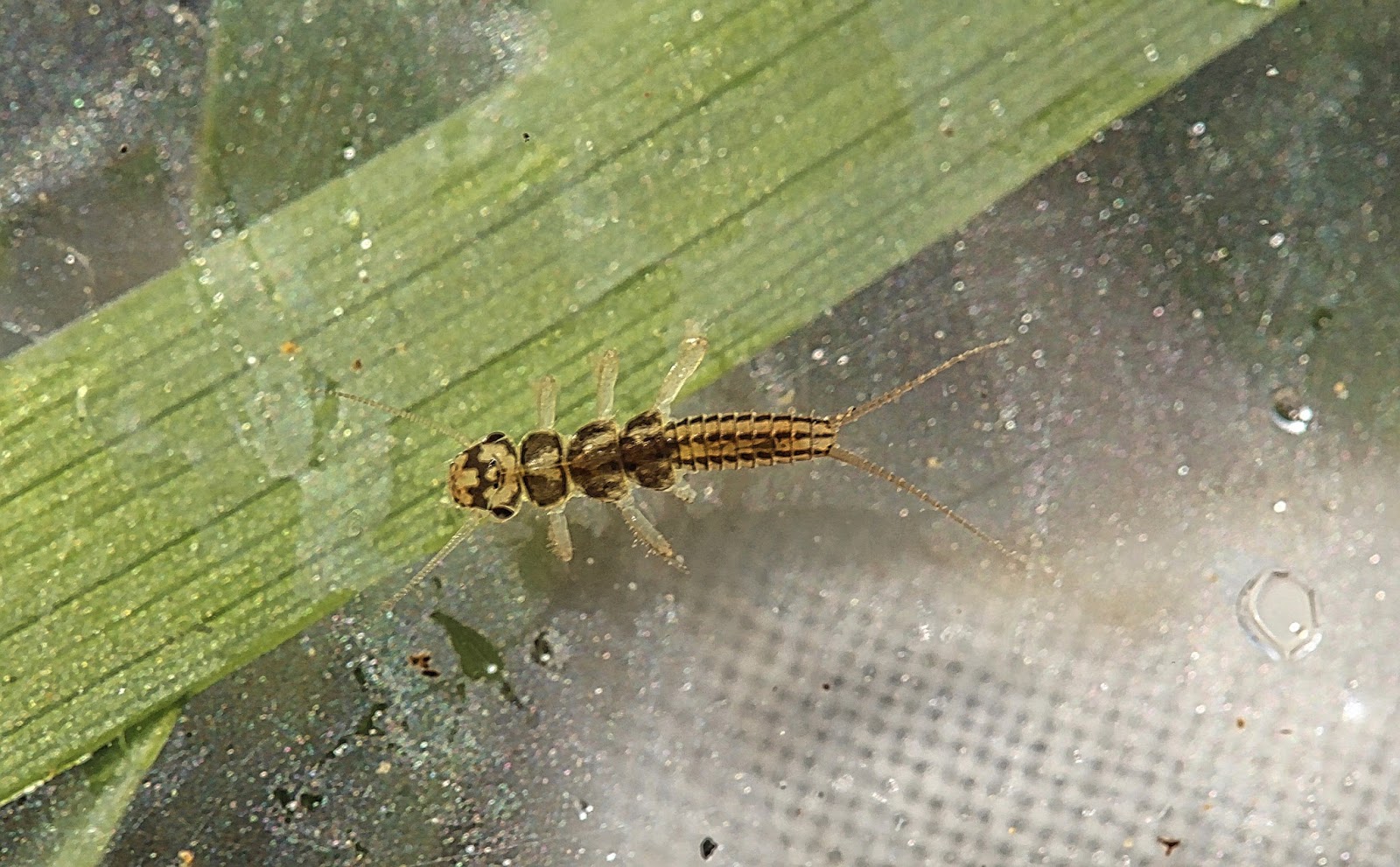 Aquatic Insects of Central Virginia: Just a beautiful insect: fully ...