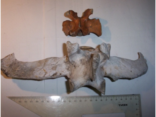 Aboriginal Prehistory Central Qld Area: Origins