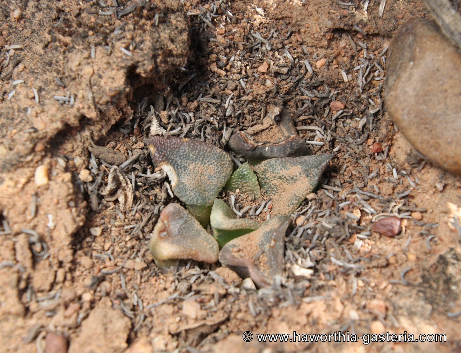 All you wanted to know about Haworthias, Gasterias and Astrolobas ...