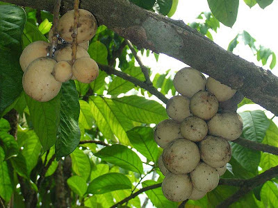 Manfaat dan Khasiat Buah Langsat | UNIBIO NETWORK