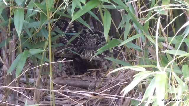 Simply Living: The tale of a giant rattler