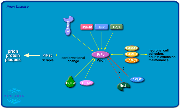 World of Biochemistry (blog about biochemistry): Metabolic map about prions