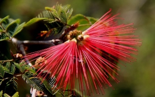 Caliandra do Cerrado