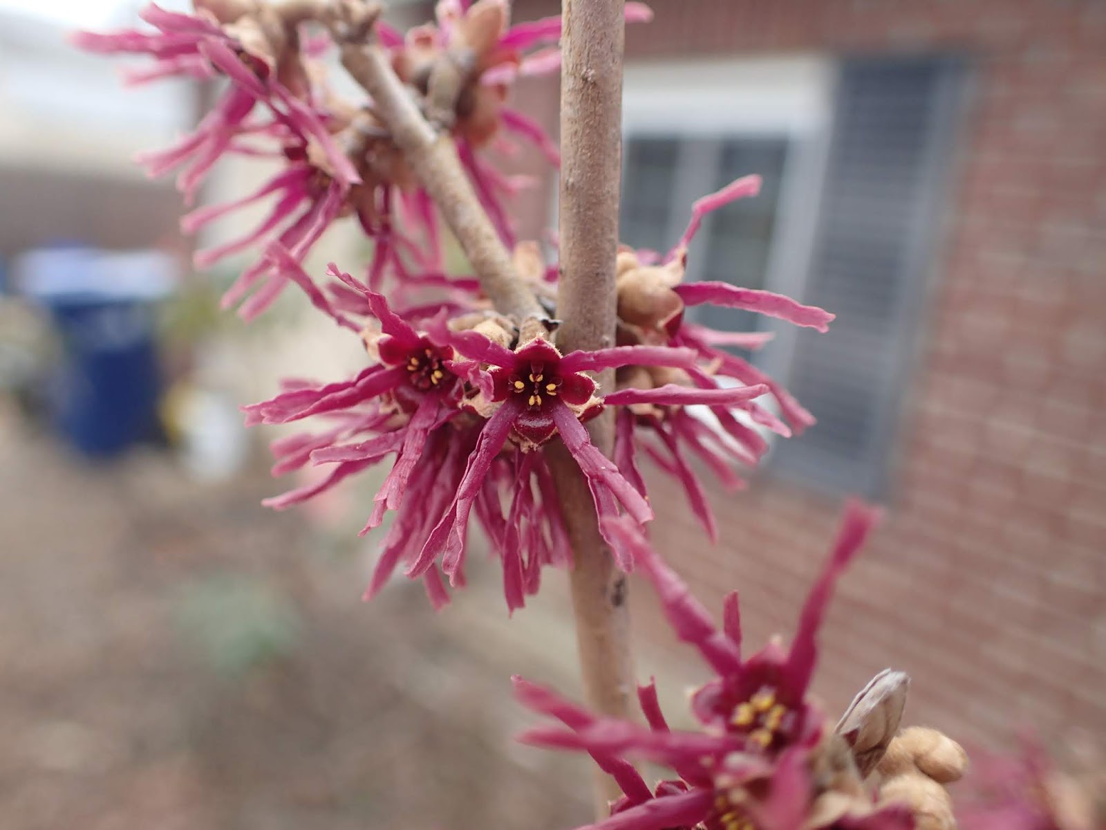 Biodiverse Gardens: Witch Hazel