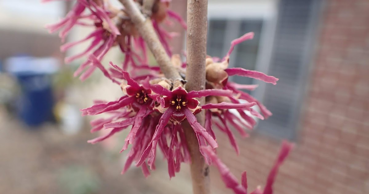 Biodiverse Gardens: Witch Hazel