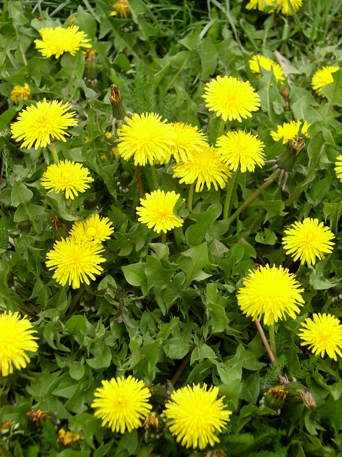 Erdőkóstoló: Fűszeres pitypangméz, kicsit másképp